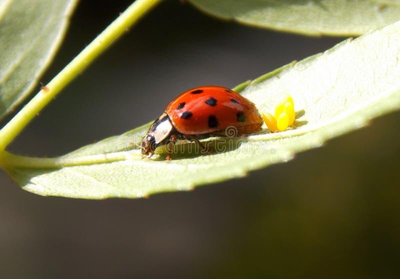 Ladybug lay eggs stock image. Image of small, macro - 100137047