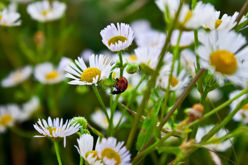 Ladybug on a daisy stock image. Image of summer, animal - 120582773