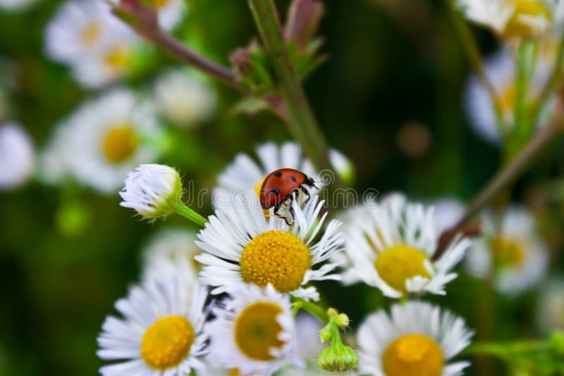 Ladybug on a daisy stock image. Image of lazy, little - 120583117
