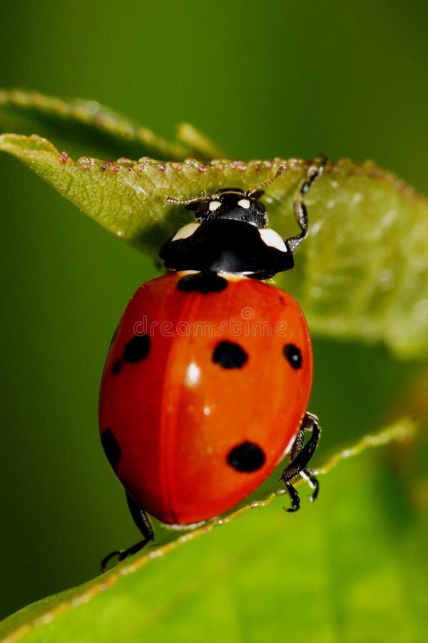 Ladybugs family. stock image. Image of natural, green - 17975457