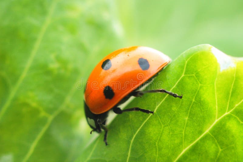 Ladybug on the leaf stock image. Image of botanical, environmental ...