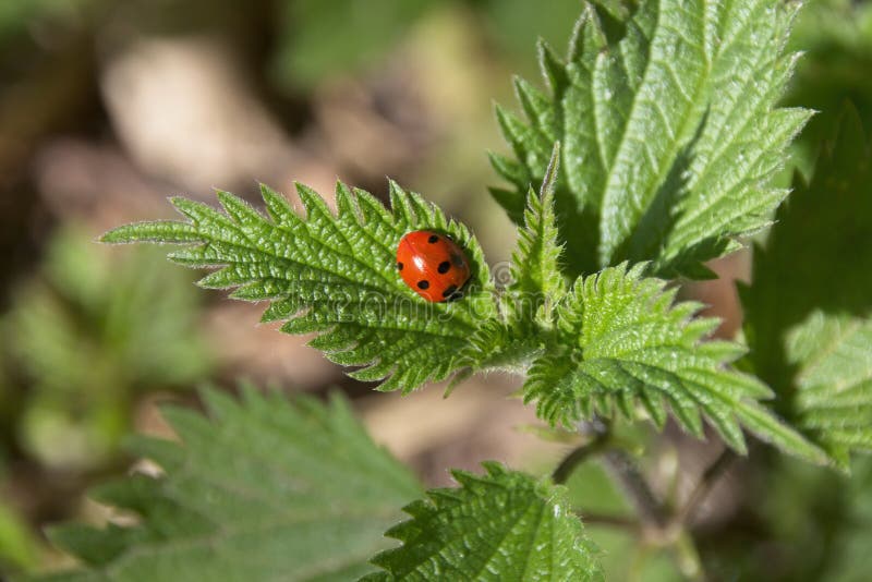 Ladybug on a leaf stock photo. Image of close, beetle - 229752778