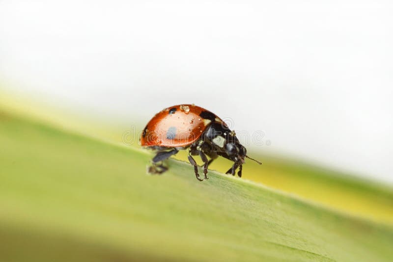 Ladybug On Leaf Picture. Image: 4790789