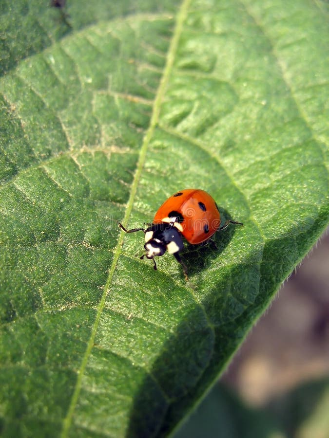 Ladybug On Leaf Picture. Image: 5377842