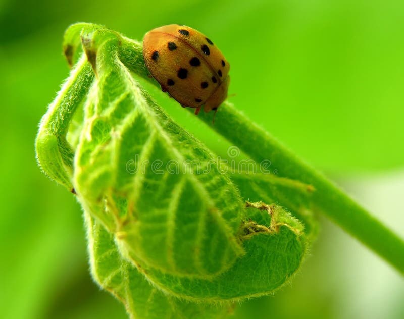 Ladybug on leaf stock photo. Image of nature, floral, leaf - 58326