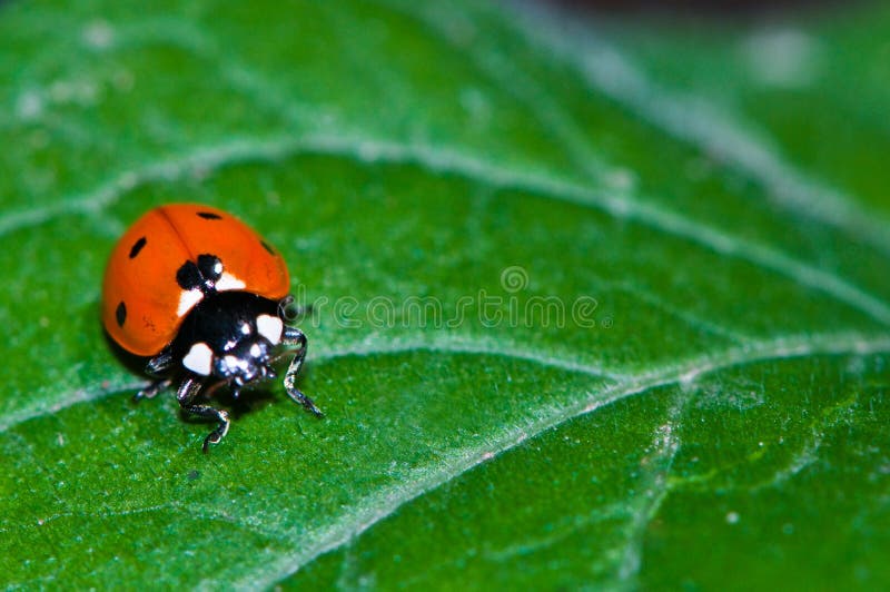 Ladybug on a leaf stock image. Image of hand, nature, close - 5845991
