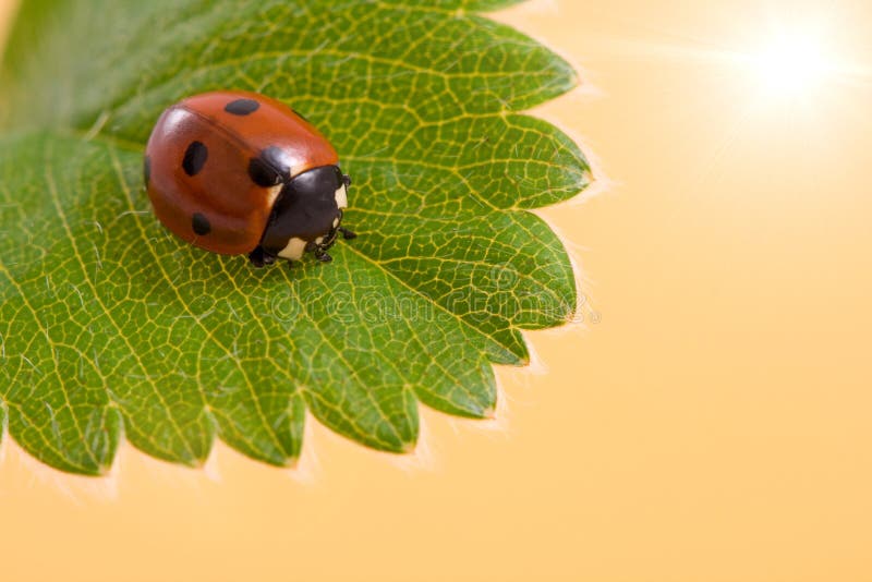 Ladybug on the leaf stock image. Image of insect, ladybug - 9131143