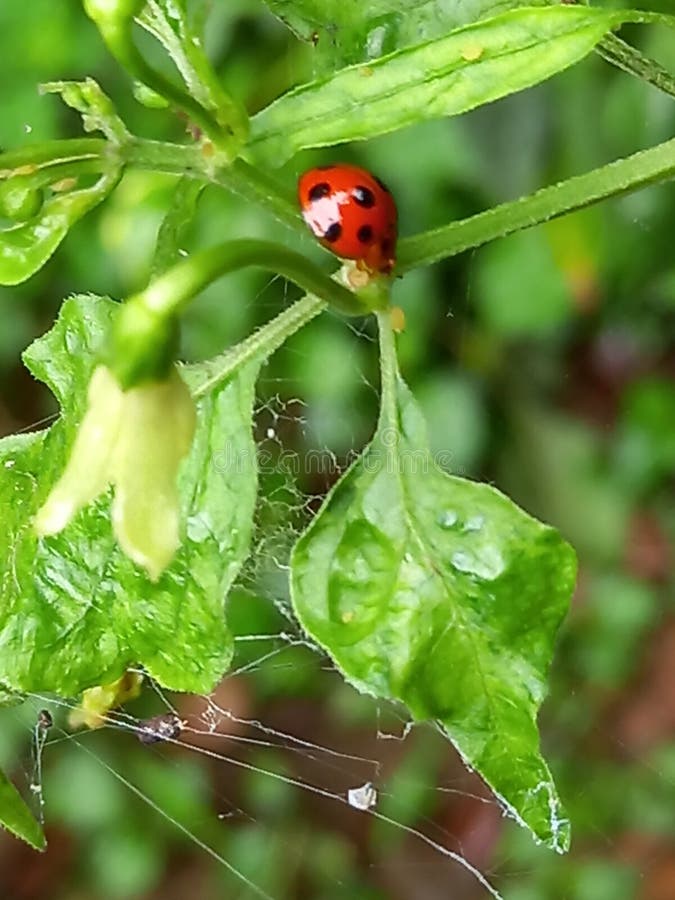 LADYBUG on the LEAF... stock photo. Image of animal - 221678480