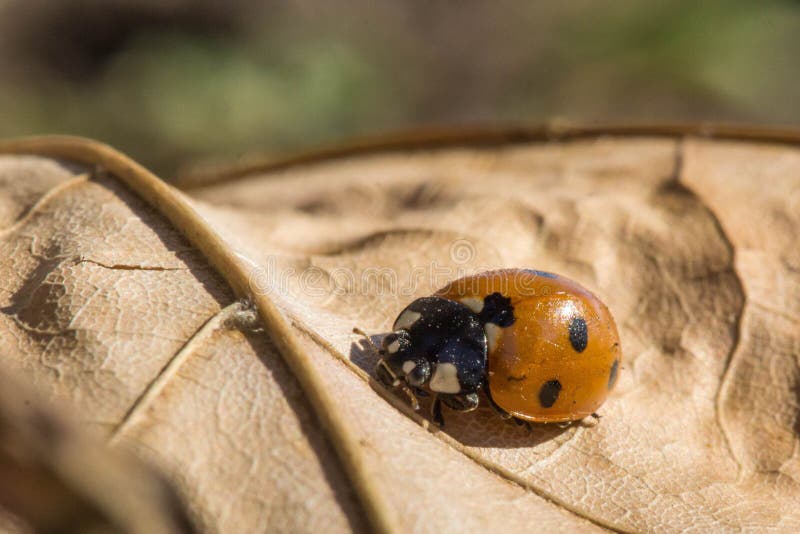 Ladybug on leaf stock photo. Image of little, black, peace - 59950608