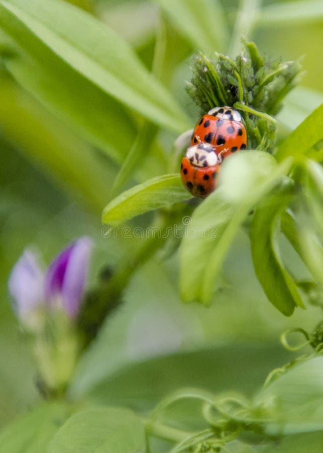 Ladybug on Leaf stock photo. Image of plant, moisture - 70684836