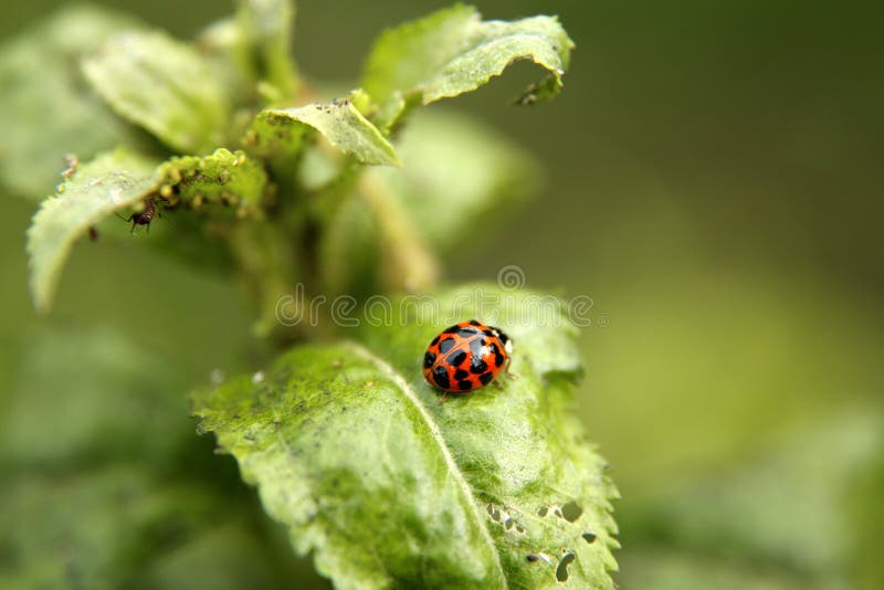 Ladybug on a leaf stock photo. Image of leaf, black - 174164202
