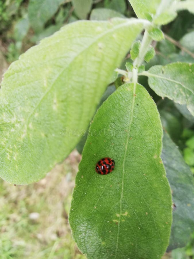 Ladybug on a leaf stock photo. Image of leaf, ladybug - 169251508
