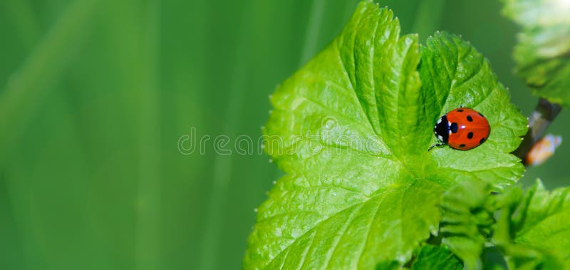 Ladybug on a leaf stock photo. Image of environmental - 145655078