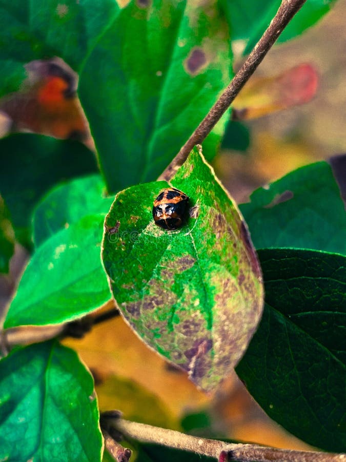 Ladybug on Leaf stock image. Image of frog, green, plant - 371509213