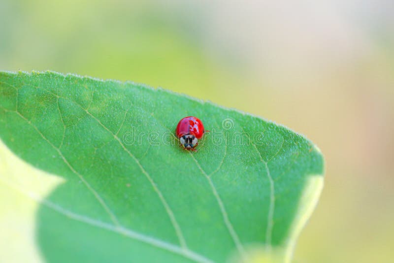 Ladybug Leaf Isolated Spring Summer Background Stock Photo - Image of ...
