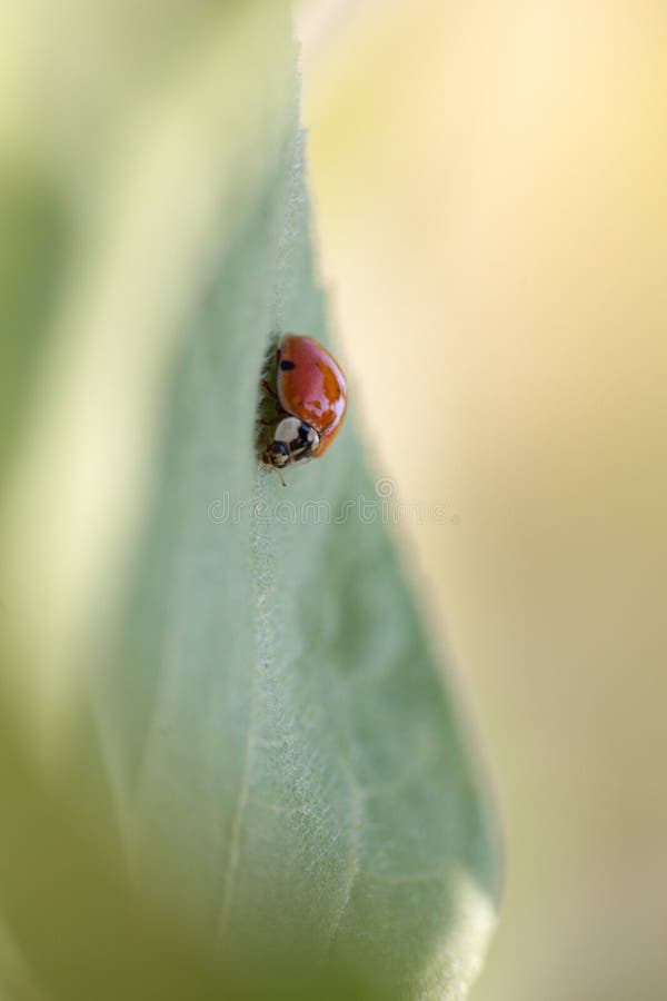 Ladybug Leaf Isolated Spring Summer Background Stock Image - Image of ...