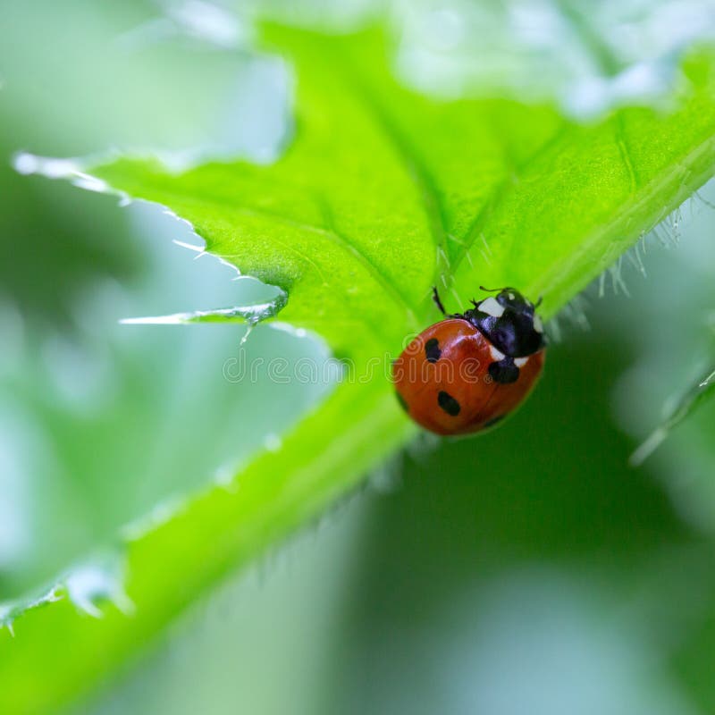 Ladybug on a leaf stock image. Image of garden, insect - 225203367