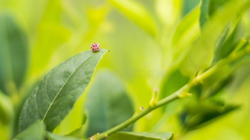 Ladybug on a leaf, lemon stock photo. Image of green - 57605932
