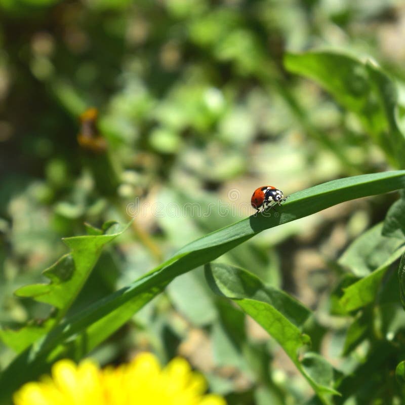 Ladybug on leaf in nature stock photo. Image of nature - 143546382