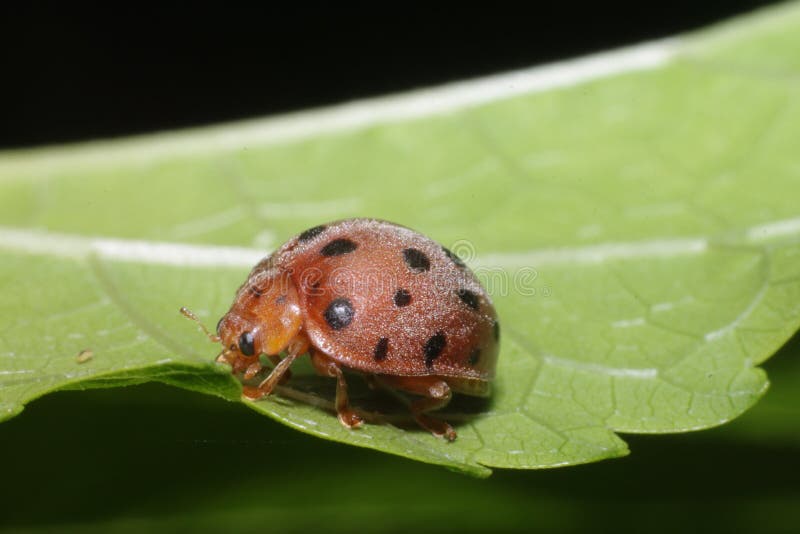 Ladybug stock photo. Image of zoom, insect, ladybug, tree - 76619276