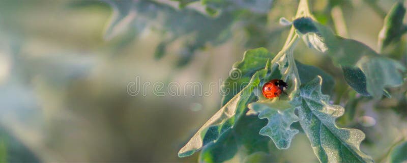 Ladybug on a Leaf in the Rays of the Setting Sun. Macro Stock Photo ...