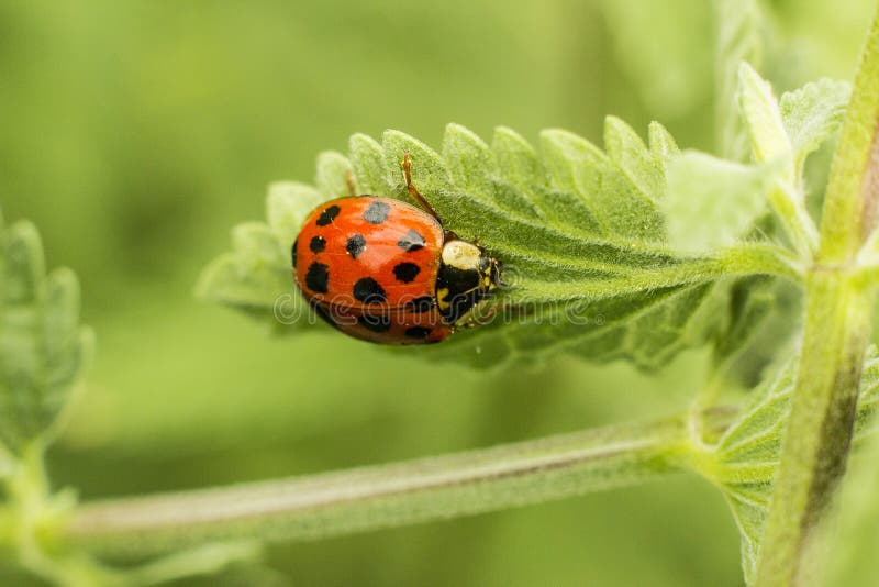 Ladybug on the leaf stock image. Image of lady, biology - 55470371