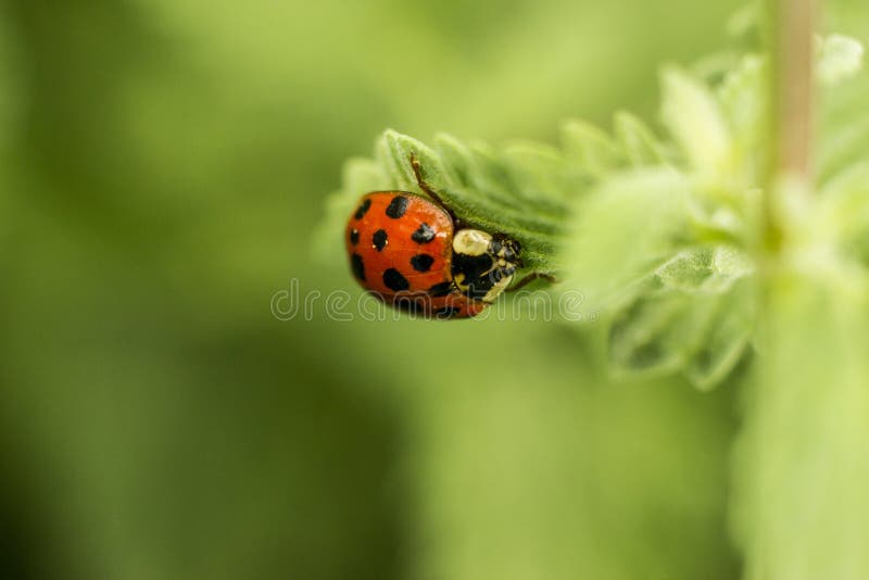 Ladybug on the leaf stock image. Image of environmental - 55470929