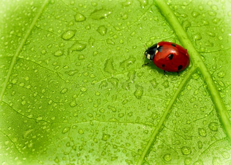 Ladybug on a leaf stock photo. Image of outdoors, nonurban - 31767460