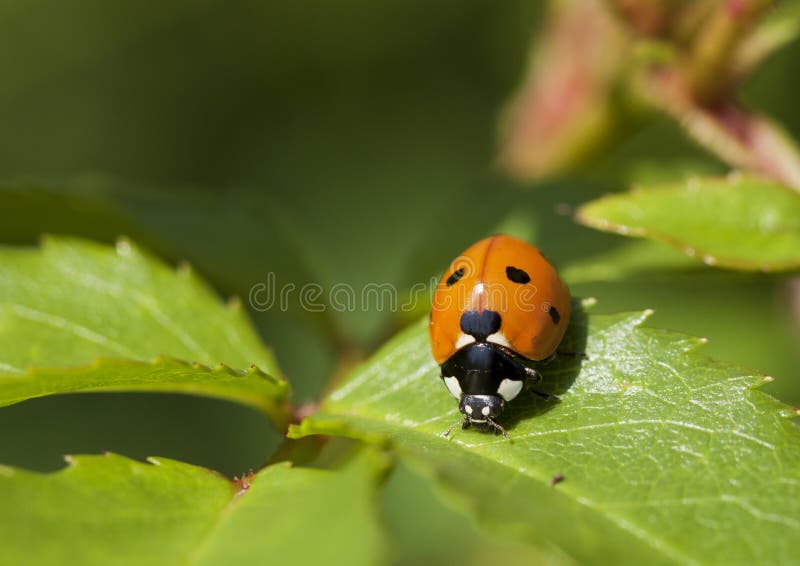 Ladybug on leaf stock photo. Image of vegetation, closeup - 32107390