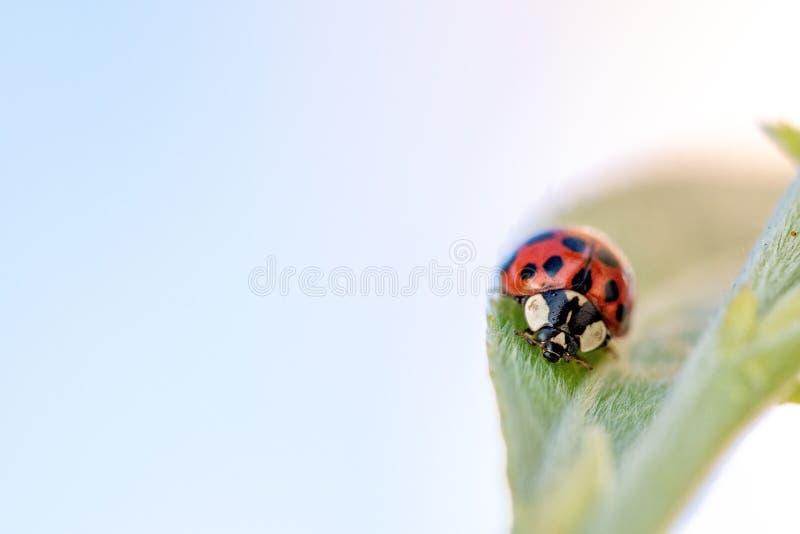 Ladybug on a Leaf with the Sun Coming from Behind Stock Photo - Image ...