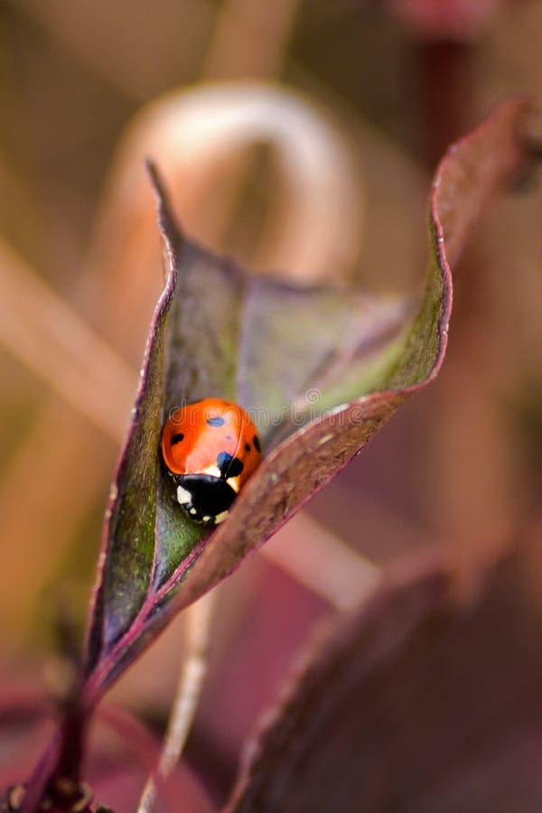 Ladybug on a leaf stock photo. Image of field, life - 152441138