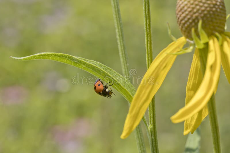 Ladybug Upside Down Stock Photos - Free & Royalty-Free Stock Photos ...