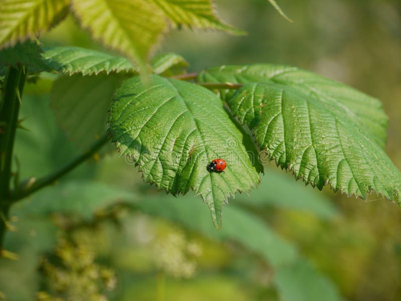Ladybug stock image. Image of lieveheersbeestje, insect - 79689223