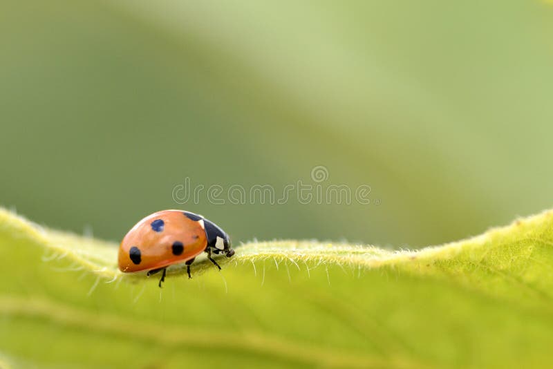 Ladybug on leave stock photo. Image of ladybird, coccinella - 58129344