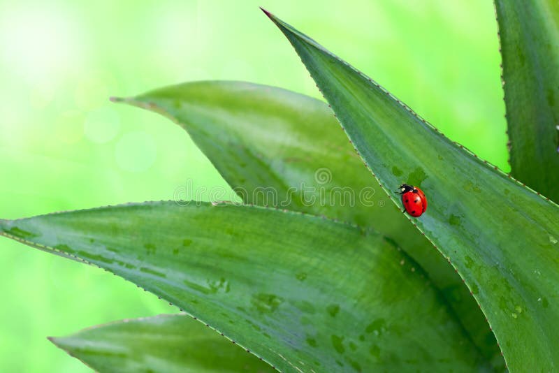 Ladybug stock photo. Image of spring, grass, life, meadow - 26251356