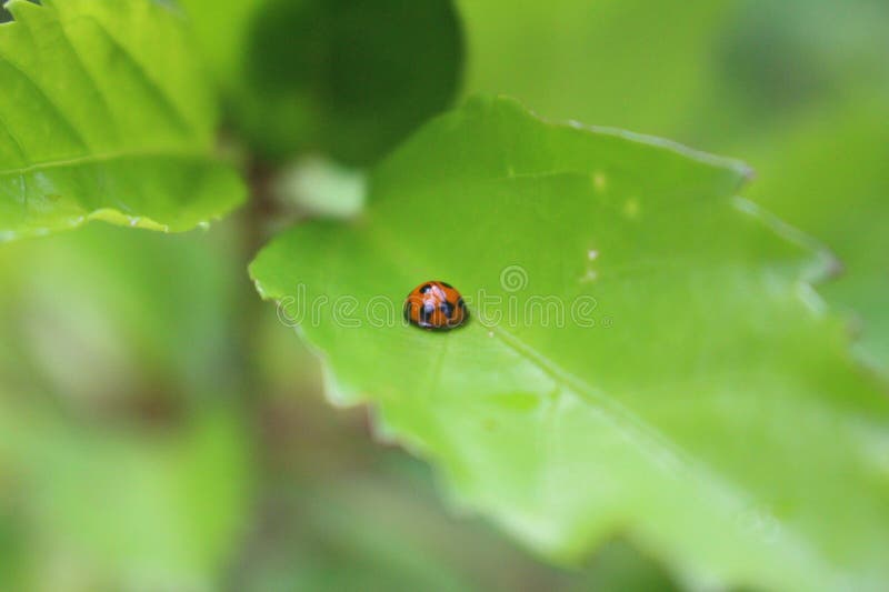 Ladybug on leaves stock photo. Image of nature, indonesia - 301541864