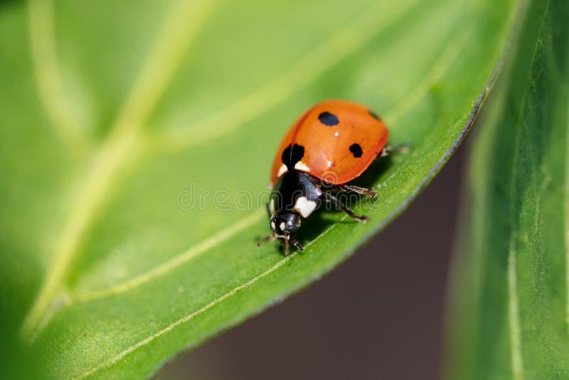 A Ladybug on the Leaves of a Plant Stock Photo - Image of insect ...