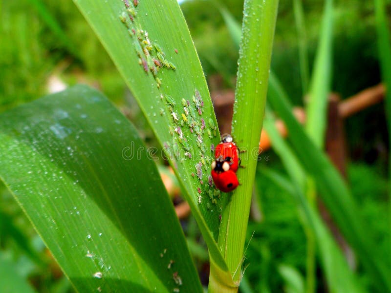 Ladybug on Leaves Sedges River Leaves Red Stock Photo - Image of river ...