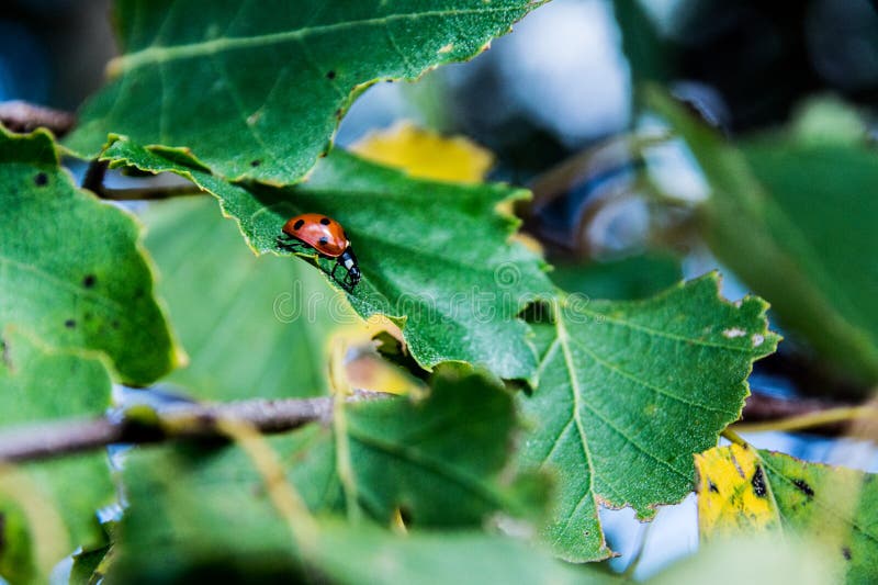 Ladybug on leaves. stock image. Image of feeding, leaves - 93969057