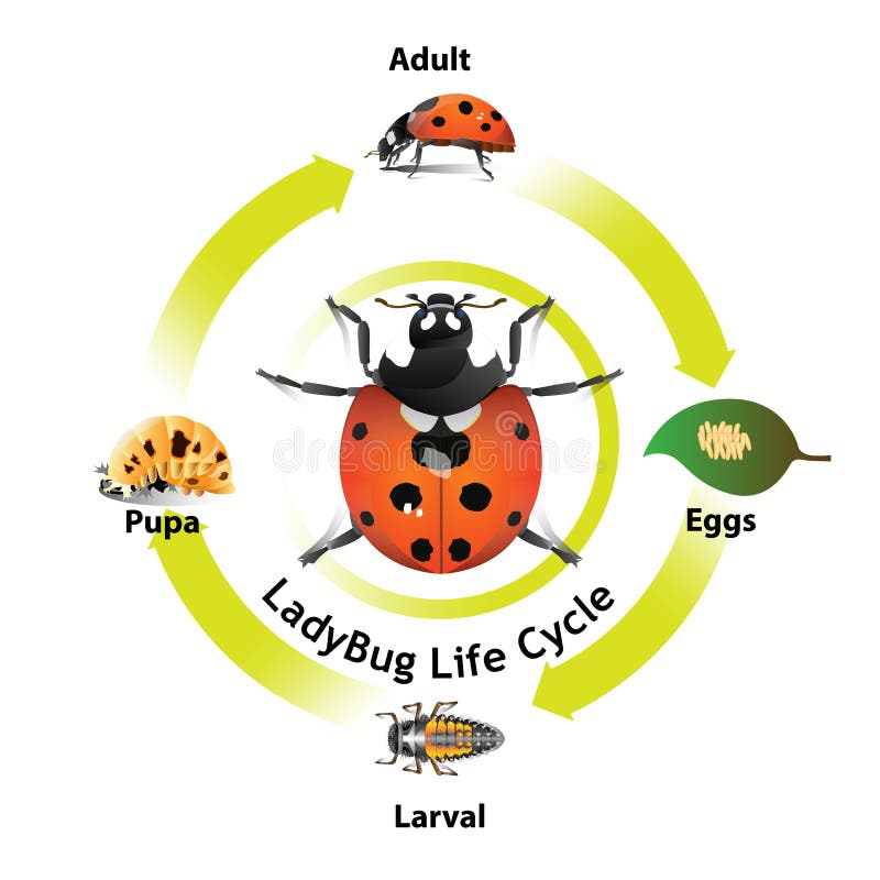 Ladybug Life Cycle Object Vector. Stock Vector - Illustration of life ...