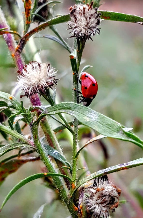 Ladybug life stock photo. Image of ladybug, weeds, fields - 85762606