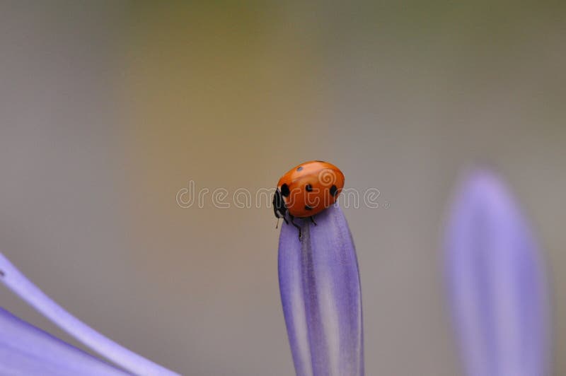 Ladybug on Lily buds stock photo. Image of coloured, drop - 95491226