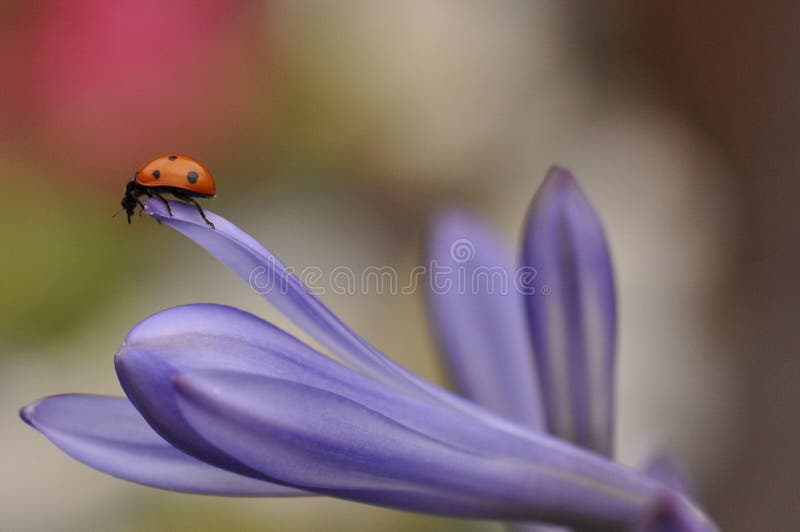 Ladybug on Lily flower stock image. Image of foreground - 95492933