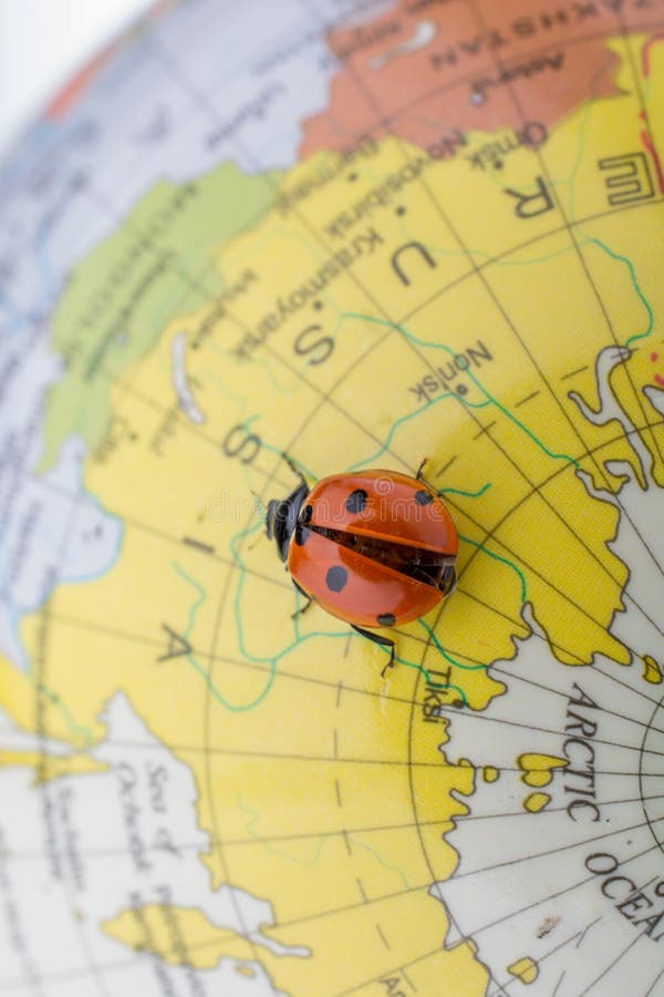 Ladybug on a Little Colorful Model Globe Stock Image - Image of ladybug ...