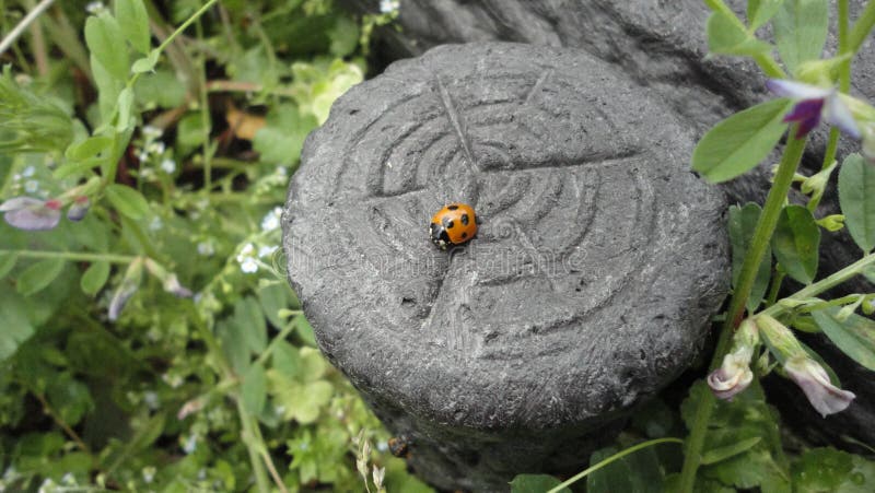Ladybug on the log. stock image. Image of cute, garden - 75027039