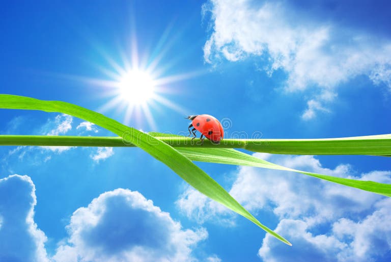 Ladybug looking on the sun stock image. Image of happy - 13737677