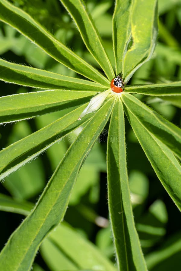 Ladybug in the Center of a Lupine Leaf Stock Photo - Image of beetle ...