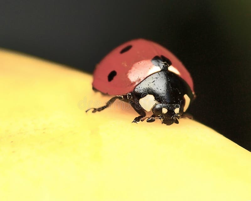 Bat macro stock photo. Image of sweet, winter, hibernation - 12971198