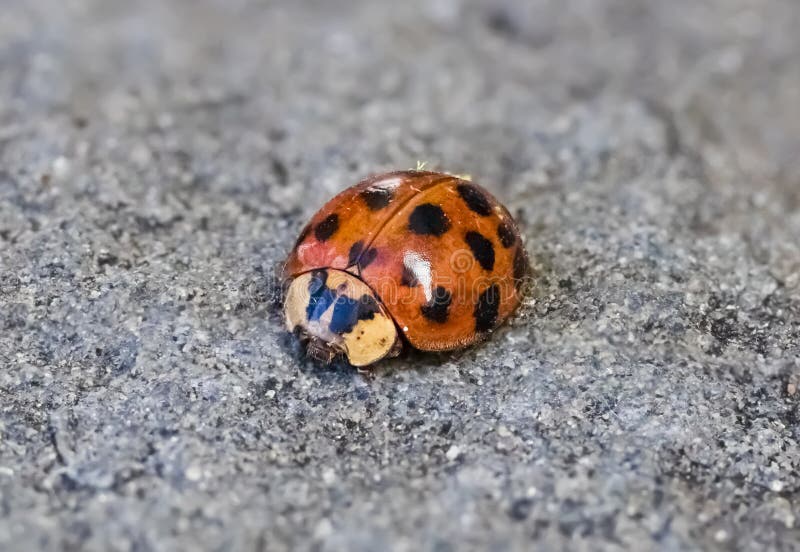 Ladybug Macro stock image. Image of ladybird, macro, insect - 87800965