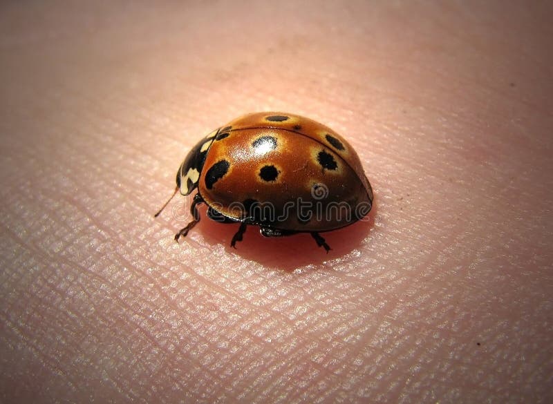 Ladybug stock image. Image of hand, ladybug, sitting - 50353377